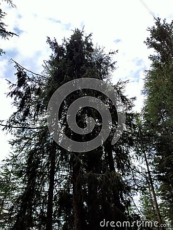Big Oak Tree Middle Of The Himalayan Region Forest Looking Beautiful ...