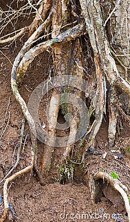 Big Root Tree Royalty-Free Stock Photography | CartoonDealer.com #53449847