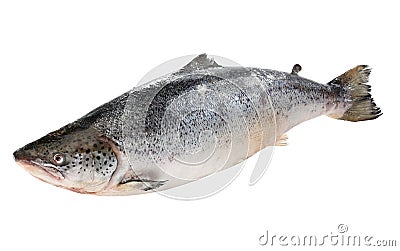 Big Salmon Fish Isolated Stock Photos - Image: 24401733