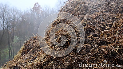 Steaming Dung Heap on a Field Stock Footage - Video of stack ...