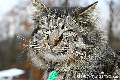 Big Tom Cat Royalty Free Stock Photography - Image: 2122327