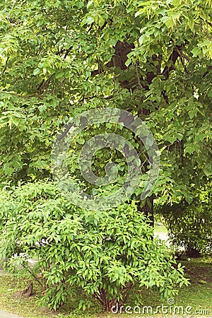 A Big Tree Full Of Green Leaves Royalty-Free Stock Photography ...