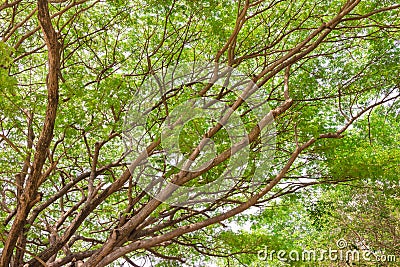 Big Tree With Many Branches Stock Photo - Image: 54622895