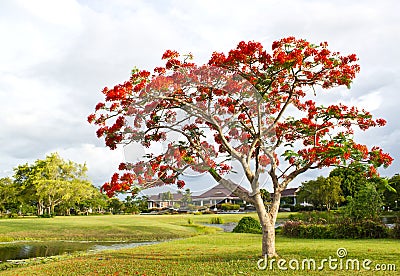 Big Tree With Red Flowers In The Park Royalty Free Stock Images - Image ...