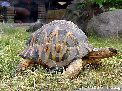 Big Turtle Royalty Free Stock Image - Image: 9426416