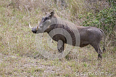A Big Warthog With Large Tusks Stock Photo - Image: 47491393