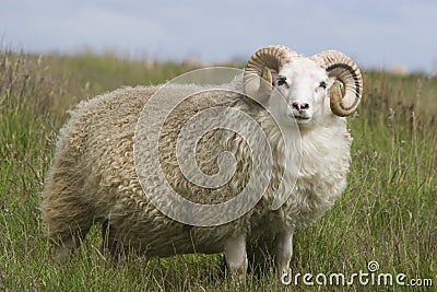 Bighorn Ram Whit Beautiful Wool Fur, Royalty Free Stock Images - Image ...