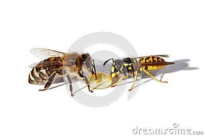 Bij En Wesp Stock Afbeeldingen - Afbeelding: 33436854