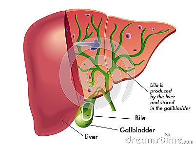 Bilis Foto de archivo - Imagen: 22267870