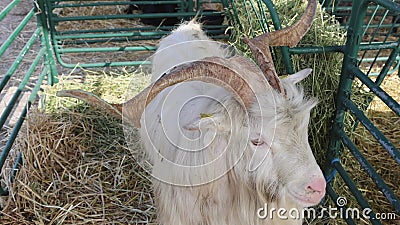 Billy goat buck stock footage. Video of horns, goat - 263168564