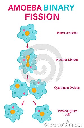 Binary Fission In Amoeba. Cartoon Vector | CartoonDealer.com #270188227