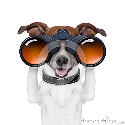 Binoculars Searching Looking Observing Dog Royalty Free Stock Photos ...
