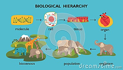 Biological Hierarchy Color Flowchart Cartoon Vector | CartoonDealer.com ...