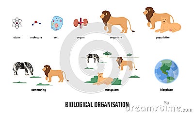 Biological Organization And Hierarchy Infographic Vector Illustration ...
