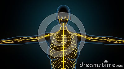 3d Illustartion Of Human Body Nervous System Anatomy Stock Photo ...