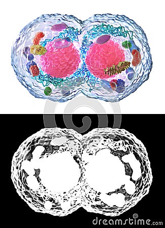 Biology Concept. Cell Division Under The Microscope Isolated On A White ...