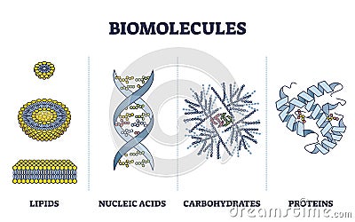 Biomolecules Or Biological Molecules Type Collection In Outline Diagram ...