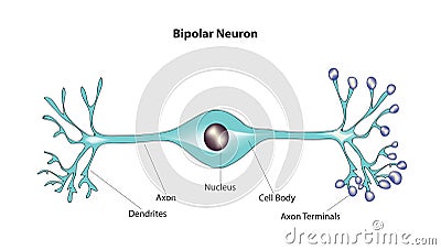 Bipolar Neuron Cartoon Vector | CartoonDealer.com #320651323