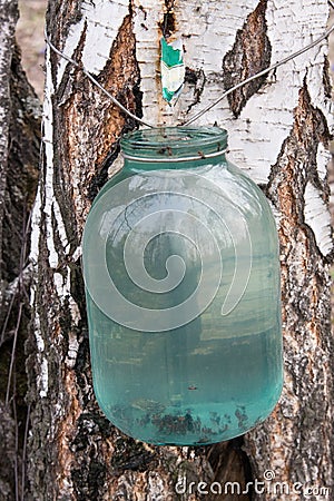 Birch Sap Stock Images - Image: 19194194