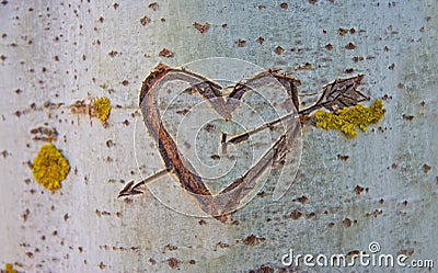 Birch Tree With Carved Heart Stock Photo - Image: 42526113