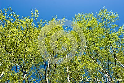Birch Trees At Spring Royalty Free Stock Photography - Image: 5363917