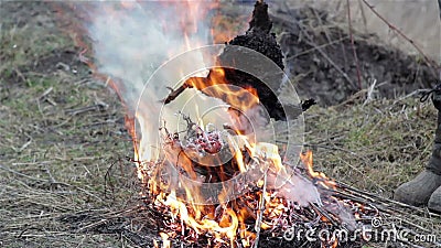 Bird burning stock footage. Video of pupils, bouquet - 69961534