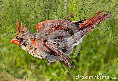 Bird Caught In Net Stock Photos - Image: 14457133