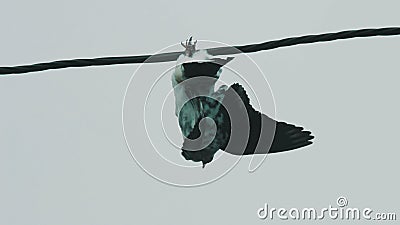 Bird Dead Strangled by the Trap Stock Footage - Video of decomposition ...