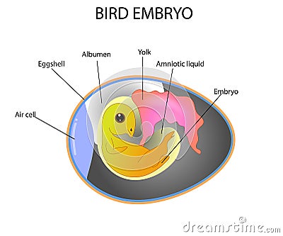Bird Embryo Vector Illustration | CartoonDealer.com #84796186