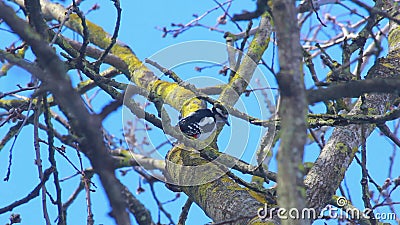 Bird Fly Away from Tree. Great Spotted Woodpecker on Tree Branch Stock ...