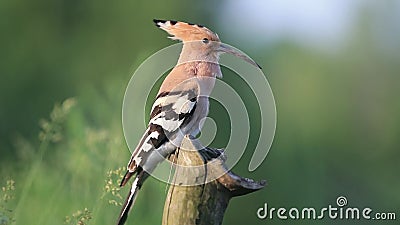 Bird with a Forelock on His Head Singing while Sitting on a Dry Tree ...