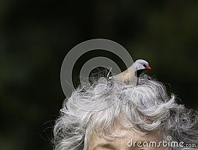 Bird In Hair Stock Images - Image: 23288654