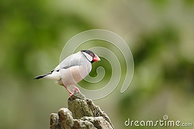 Bird --- Java Sparrow Royalty Free Stock Photo - Image: 12844645