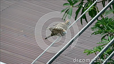 Bird Lover Preening and Bathing Side by Side in the Light Rain Stock ...