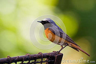Bird - Male Redstart Royalty Free Stock Photos - Image: 7964708
