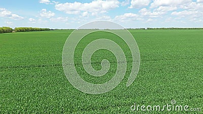 HD. Bird S Eye View of Green Fields in Summer Stock Video - Video of ...