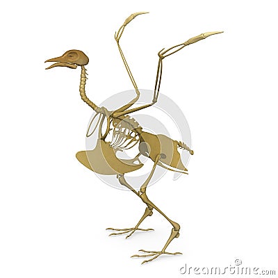 Bird Skeleton Stock Images - Image: 23602254