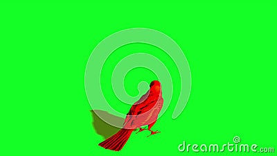 Bird Sparrow Is Idle And Flying Stock Footage - Video of brown, idle ...