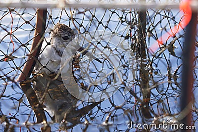 Bird Trapped Royalty-Free Stock Image | CartoonDealer.com #209272942