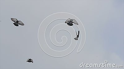 Birds Circle a Huge Flock in the Sky. Raven Chicks Learn To Fly before ...