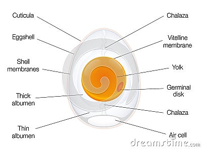 Birds Egg Anatomy Diagram Chart Structure Names Vector Illustration ...