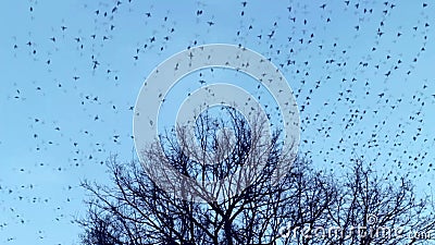 The Birds Fly Away from the Tree Crown Stock Footage - Video of animal ...
