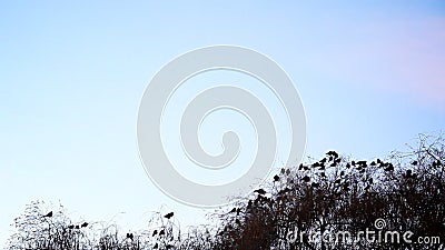 Birds flying away stock video footage. Video of exterior - 37138025