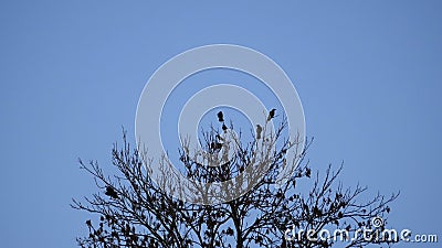 Birds Flying Away From The Tree Stock Footage - Video of natural, color ...