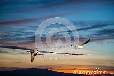 Birds Flying Back Home Stock Photo - Image: 54848271