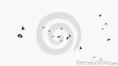 Birds Flying on White Background Motion Graphic Effects. Stock Video ...
