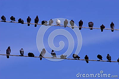 Birds On A Line Stock Photos - Image: 7546023
