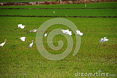 Birds In The Paddy Field Royalty Free Stock Photo - Image: 2375115