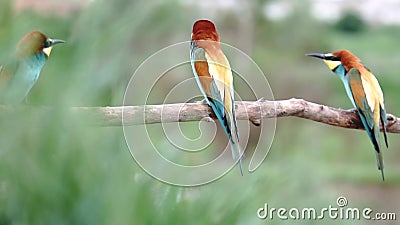 Birds of Paradise Bee-eater Dancing Mating Dances Stock Footage - Video ...