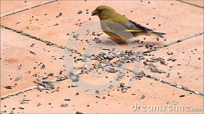 Birds, Wild Birds, Pecking Grains Birdseed Stock Footage - Video of ...